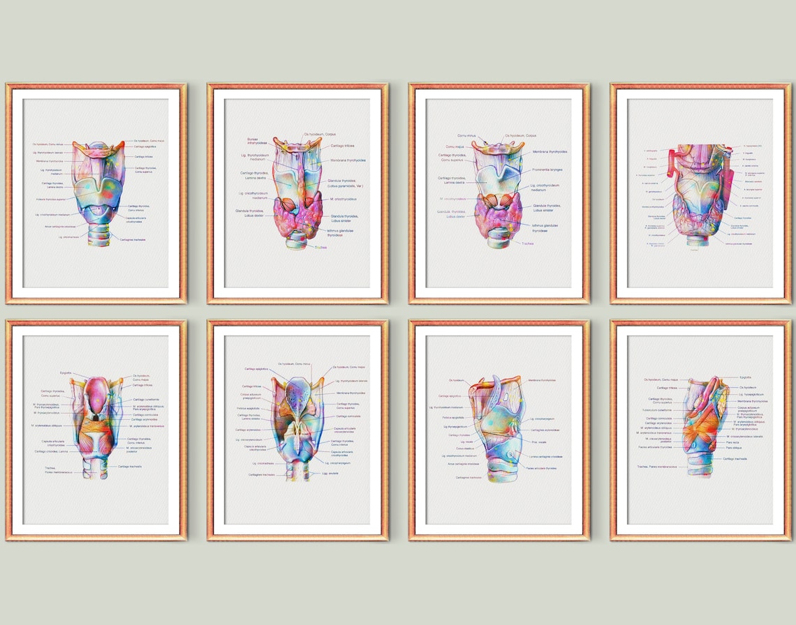 8 Respiratory System Anatomy Art Posters Larynx Anatomy - Etsy