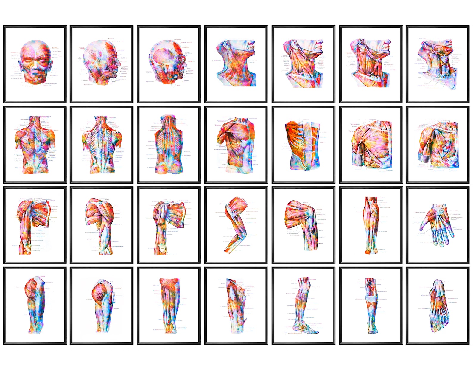28 Human Body Anatomy Posters Muscles Diagram Medical Art | Etsy