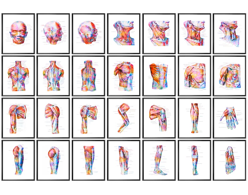 28 Human Body Anatomy Posters Muscles Diagram Medical Art | Etsy