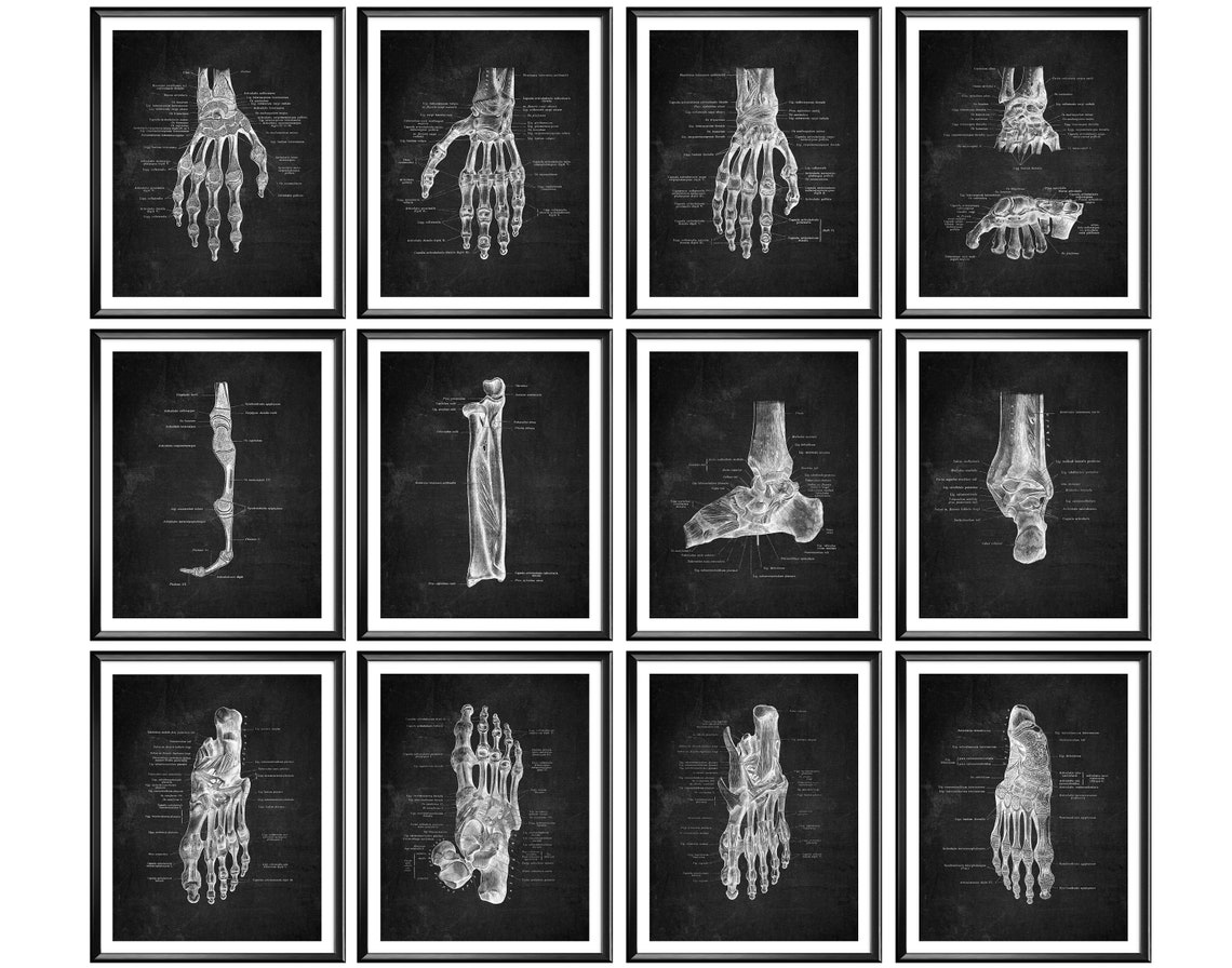 Chiropractic Anatomy Poster Set of 12 Skeletal Bones - Etsy