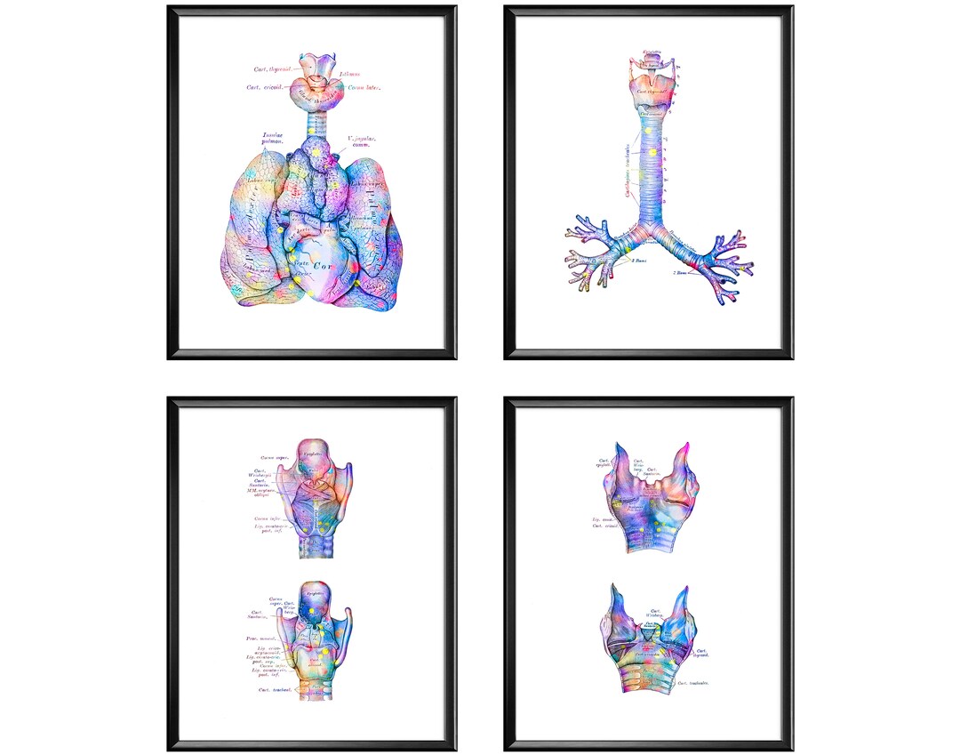 4 Respiratory System Anatomy Poster Anatomical Lungs Art Trachea Art ...