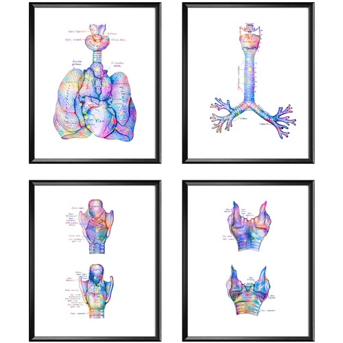 Bronchial Tree Print Trachea Lungs Anatomy Art Medical Poster - Etsy
