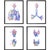12 Phases Art Posters Skeleton Anatomy Art Medical Decor Biomechanics ...