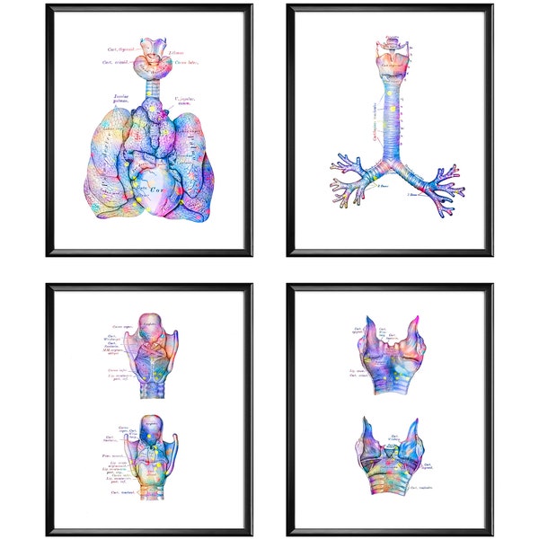 Respiratory System Poster - Etsy