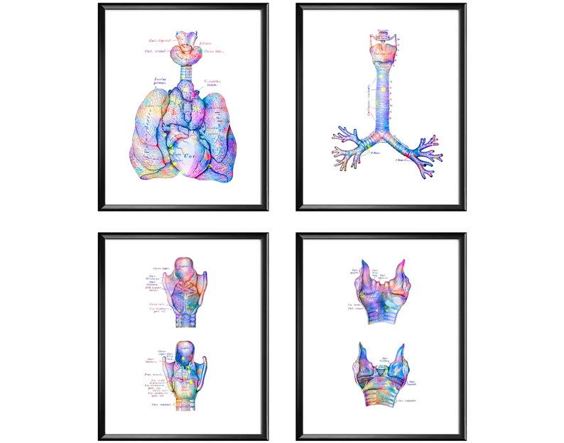 4 Respiratory System Anatomy Poster Anatomical Lungs Art Trachea Art ...