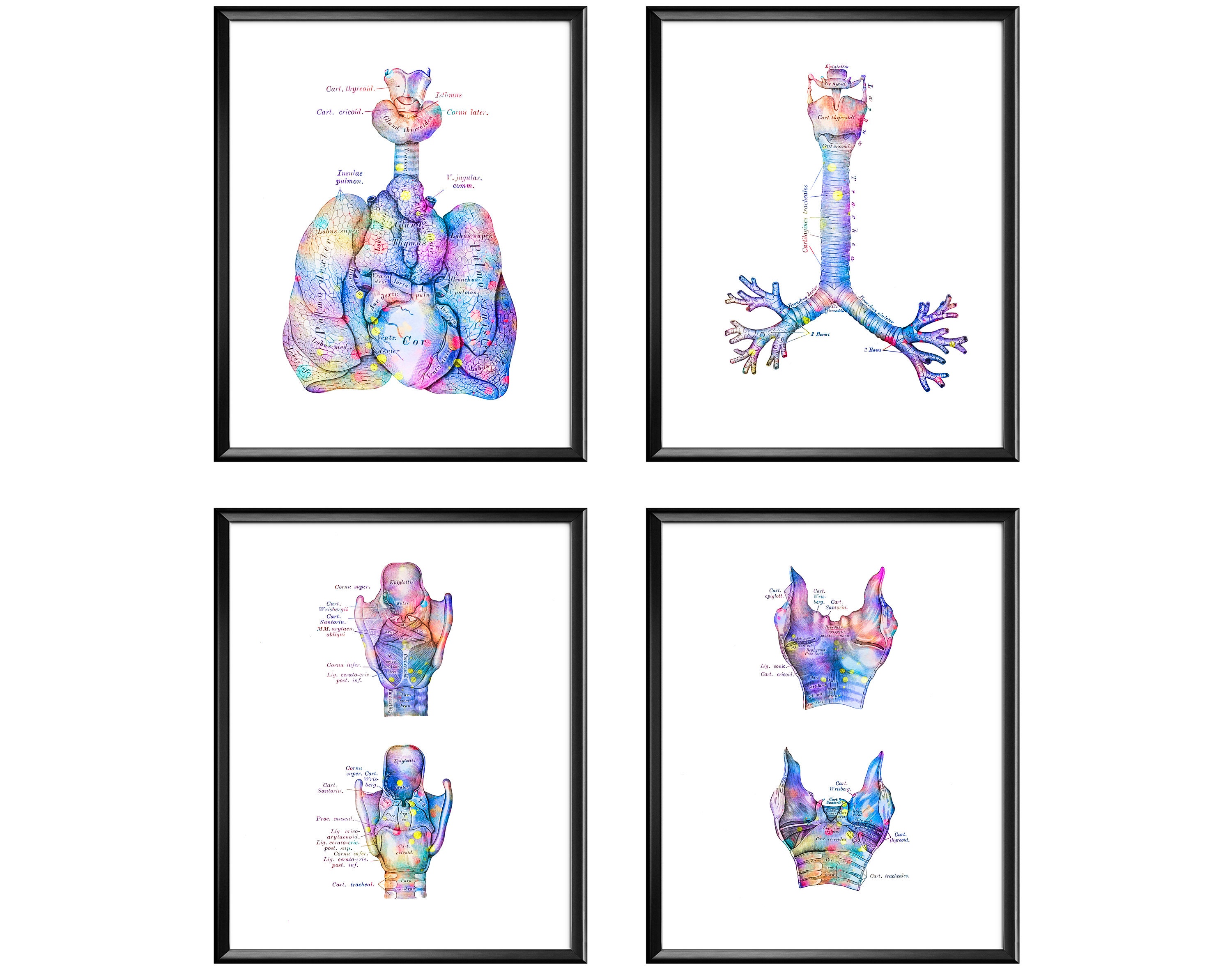 4 Respiratory System Anatomy Poster Anatomical Lungs Art Trachea Art ...