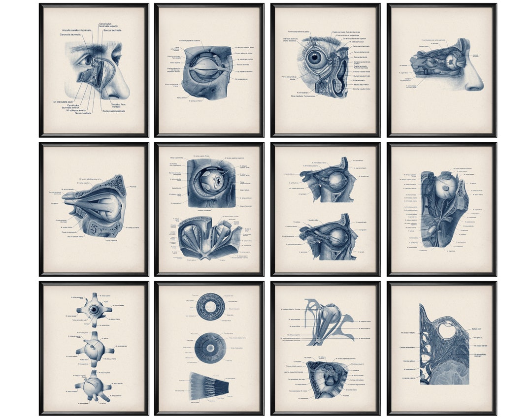 12 Vintage Ophthalmic Posters Eye Anatomy Diagram Extraocular Muscles ...