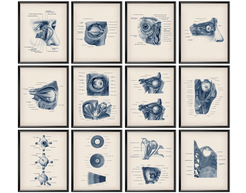 12 Vintage Ophthalmic Posters Eye Anatomy Diagram Extraocular - Etsy