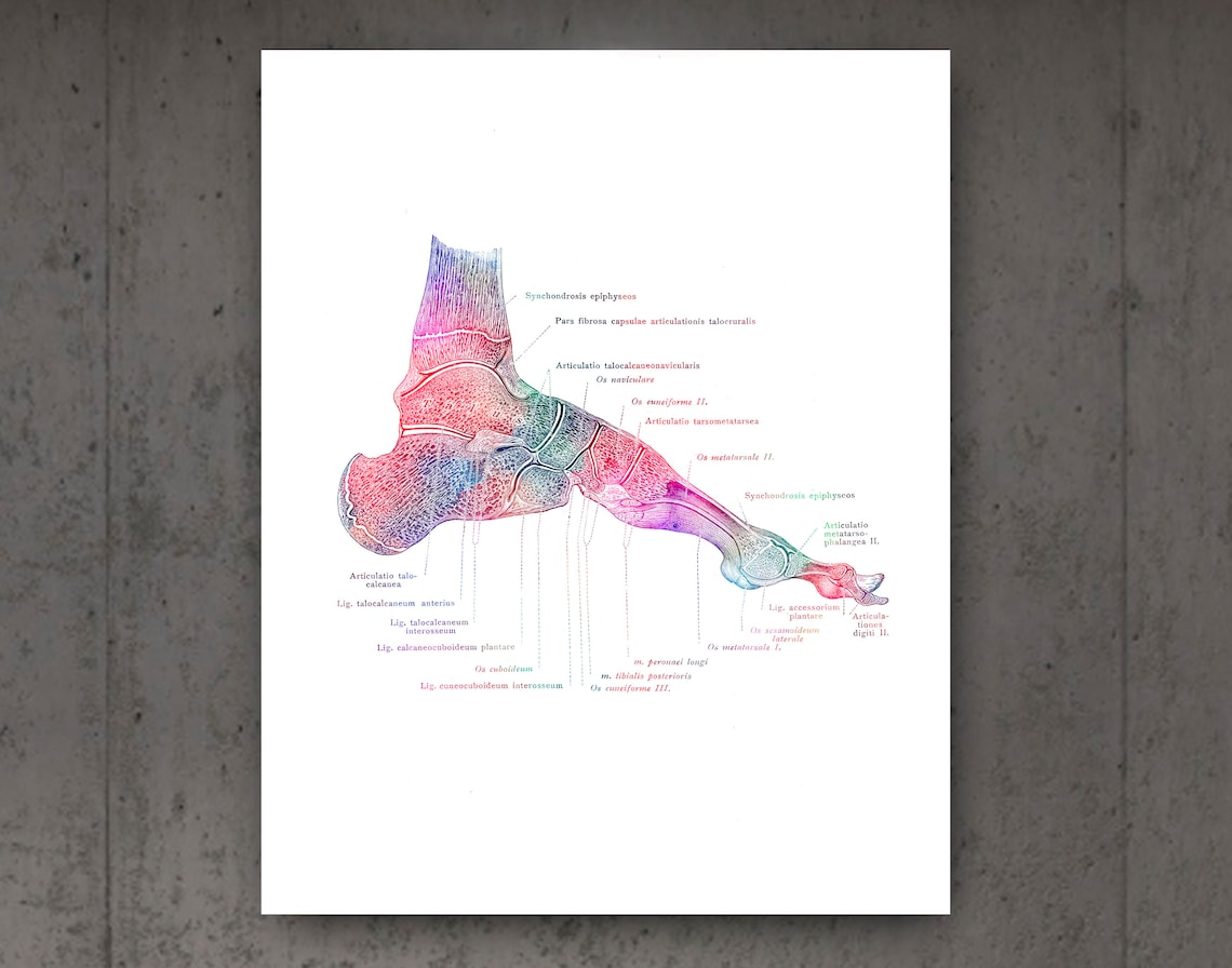 Foot Bones Anatomy Print Set of 6 Podiatry Art Medical Poster - Etsy