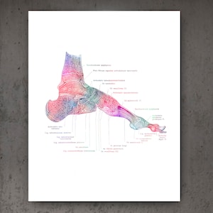 Foot Bones Anatomy Print Set of 6 Podiatry Art Medical Poster ...