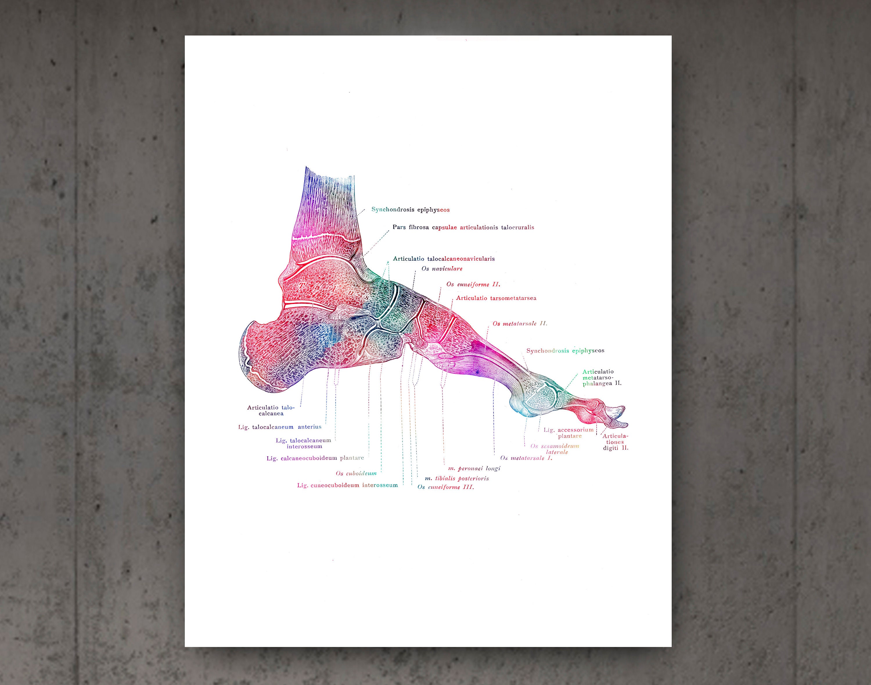 Foot Bones Anatomy Print Set of 6 Podiatry Art Medical Poster - Etsy