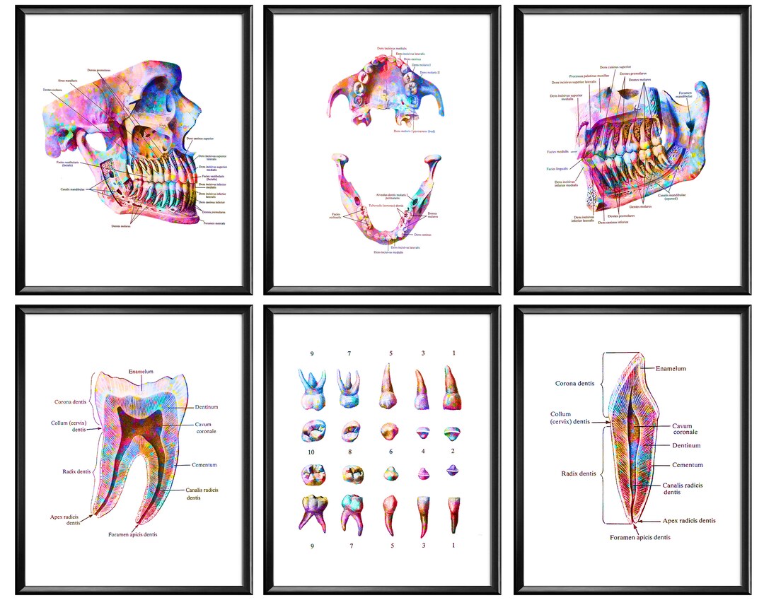 6 Colorful Dental Anatomy Art Tooth Structure Poster Medical Art Dental ...