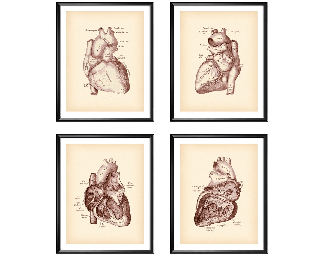 Cardiologist Decor, Antique Anatomical Heart, Vintage Heart Anatomy ...