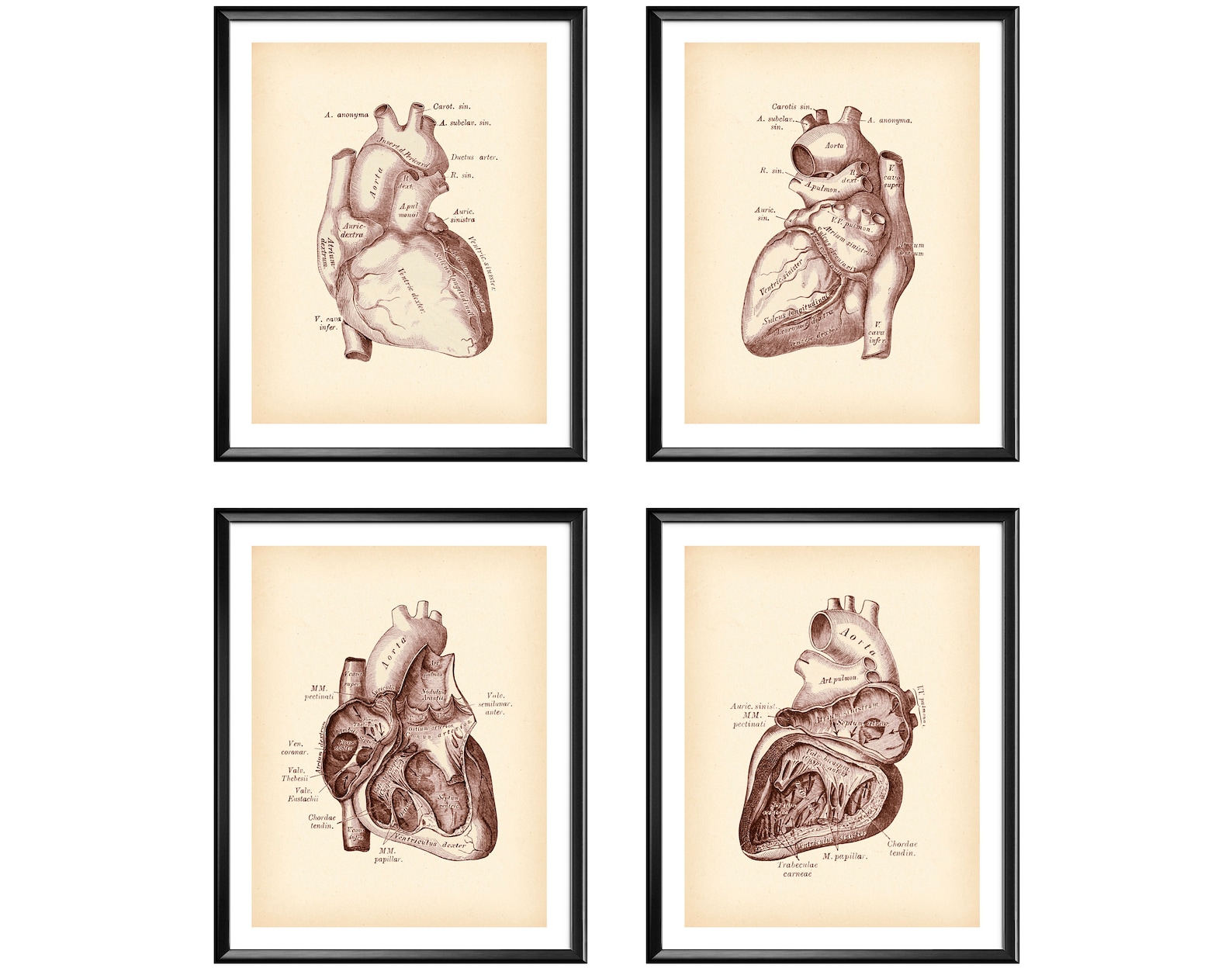 Cardiologist Decor Antique Anatomical Heart Vintage Heart - Etsy