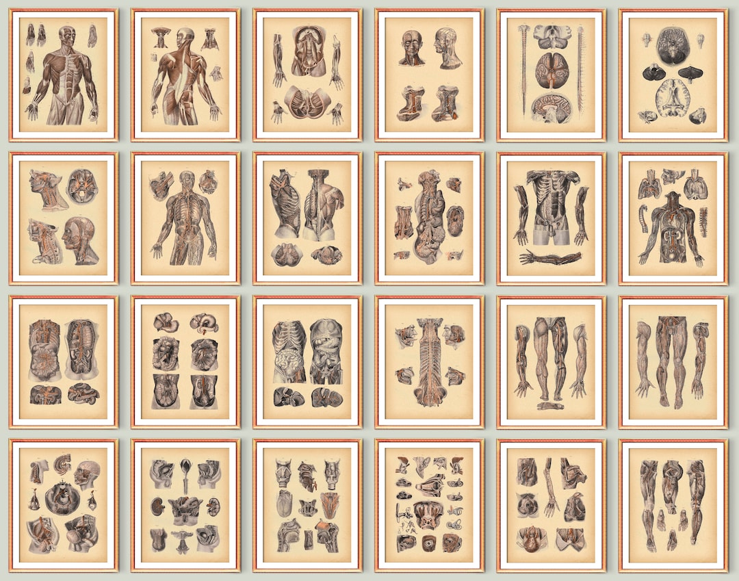 Vintage Anatomy and Physiology Poster Set 24 Anatomical Human Body ...