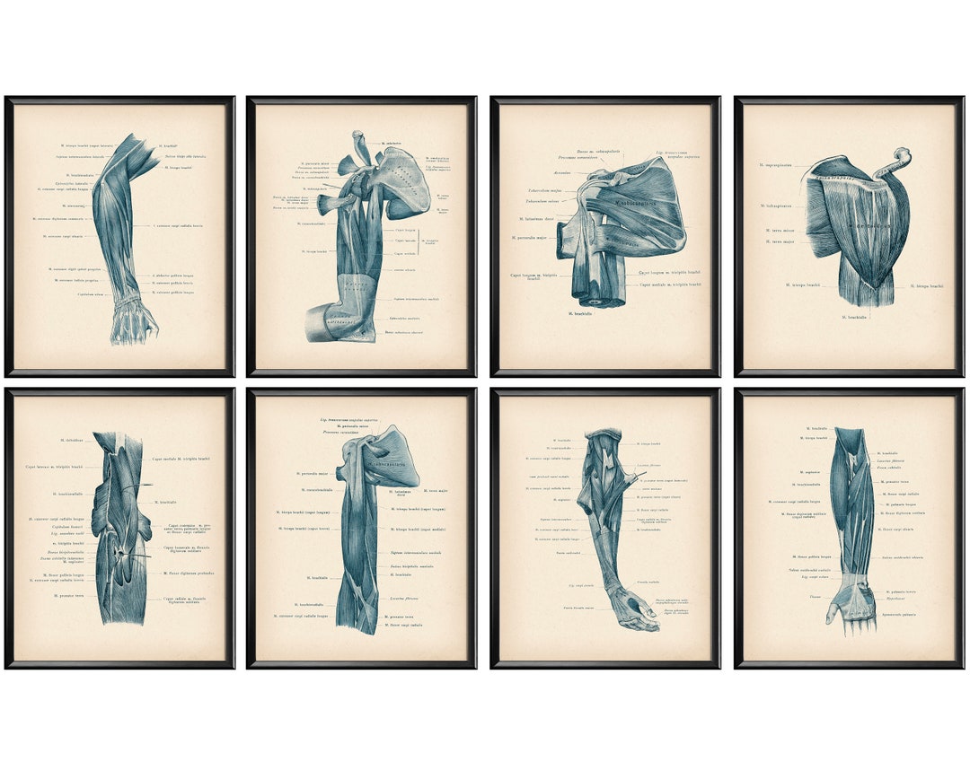 8 Hand Anatomy Posters Physical Therapy Art Vintage Medical Art Hand ...