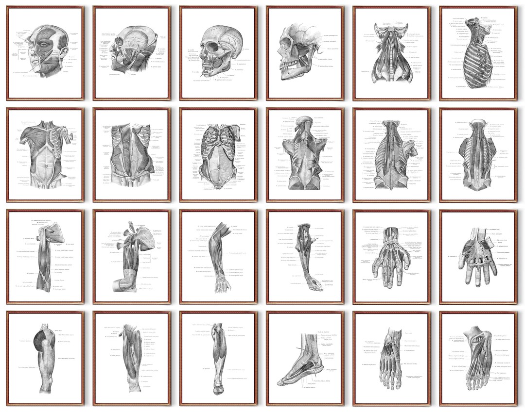 Set 24 Anatomy Posters Musculoskeletal System Print Labeled Muscular ...