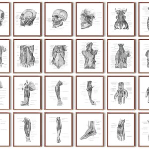 Set 24 Anatomy Posters Musculoskeletal System Print Labeled Muscular ...