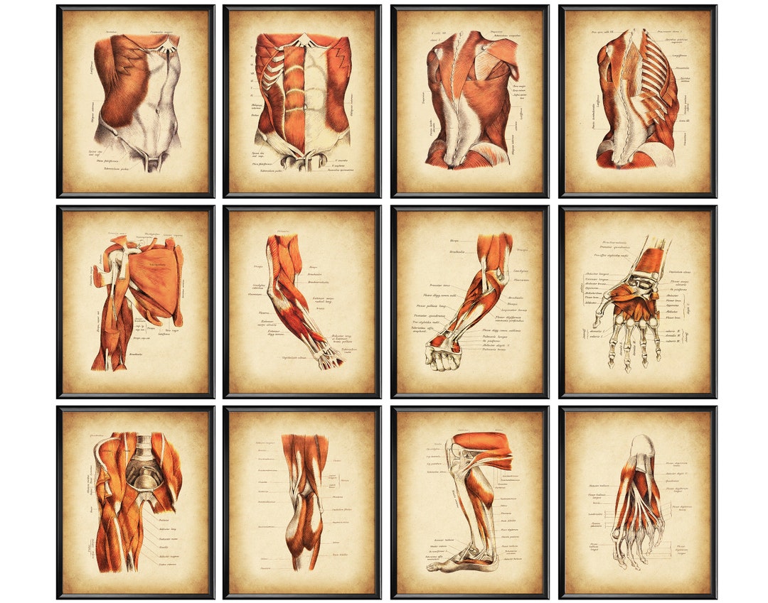 12 Vintage Musculoskeletal Anatomy Poster Drawings Anatomical Body ...