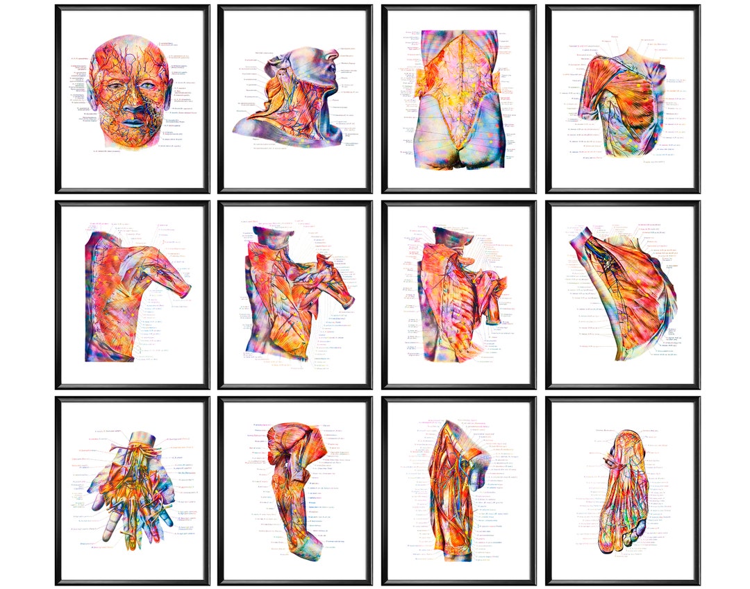 12 Human Systems Anatomy Posters Muscular System Cardiovascular System ...