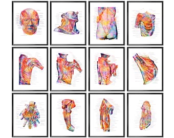 12 Human Systems Anatomy Posters Muscular System - Etsy