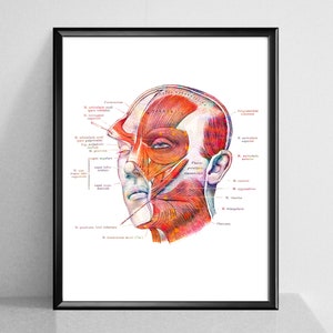Facial Muscles Anatomy Poster Botox Art Esthetician Gift Massage ...