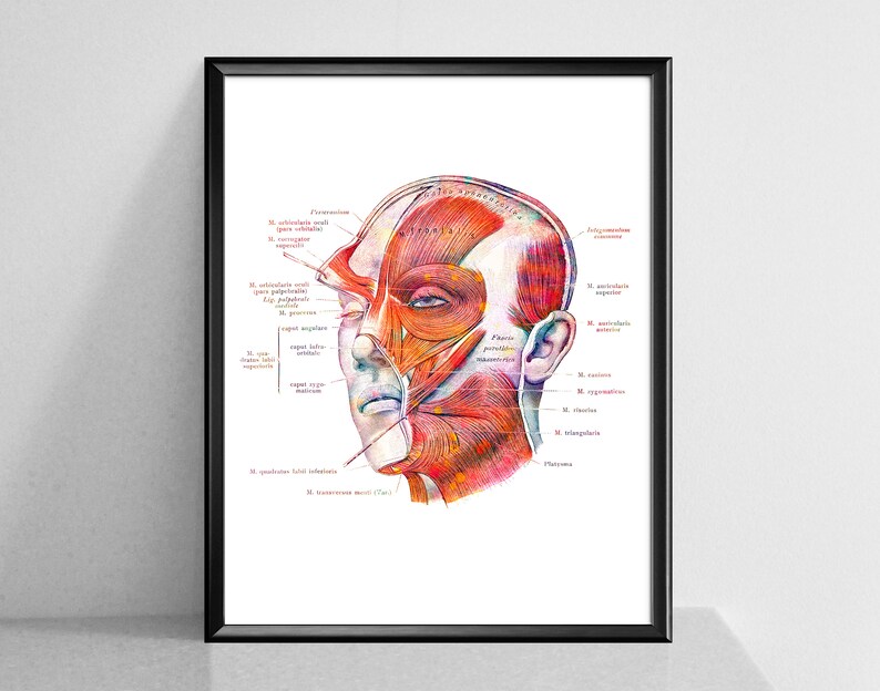 Facial Muscles Anatomy Poster Botox Art Esthetician Gift - Etsy