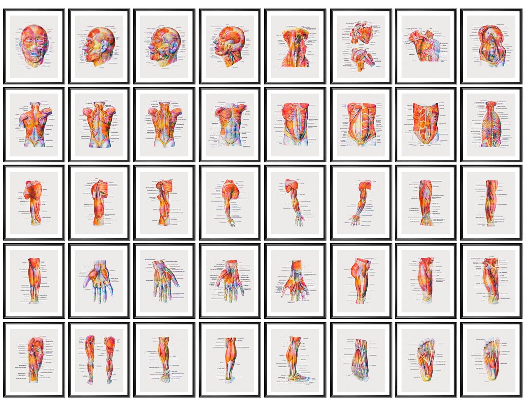 40 Muscle Anatomy Posters, Human Body Watercolor Art, Muscular System ...