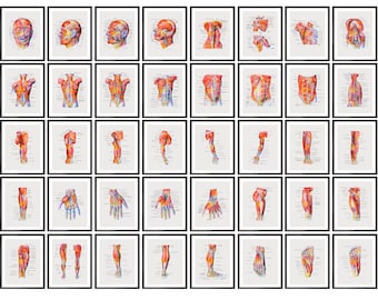 40 Musculoskeletal Anatomy Posters Human Body Anatomy | Etsy
