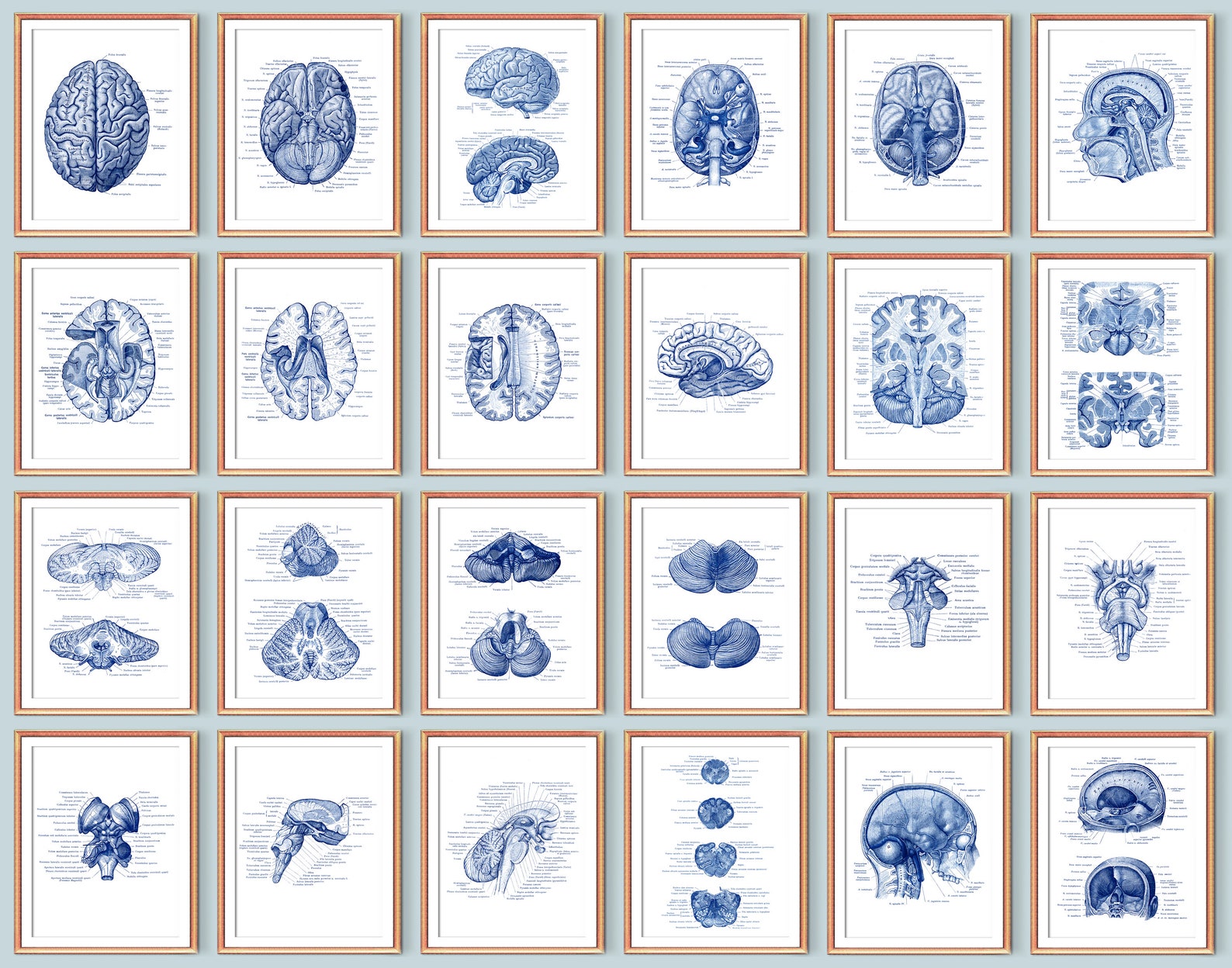 24 Neuroscience Art Posters Neurology Art Neurological System - Etsy