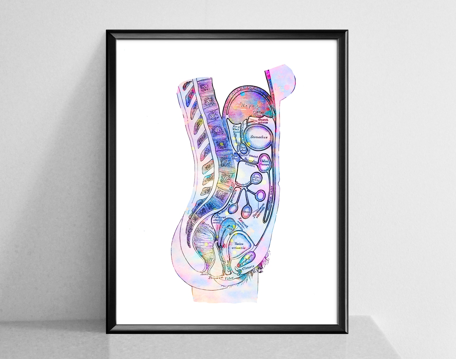 Abdomen Organs Anatomy Poster Internal Organs Print Watercolor - Etsy