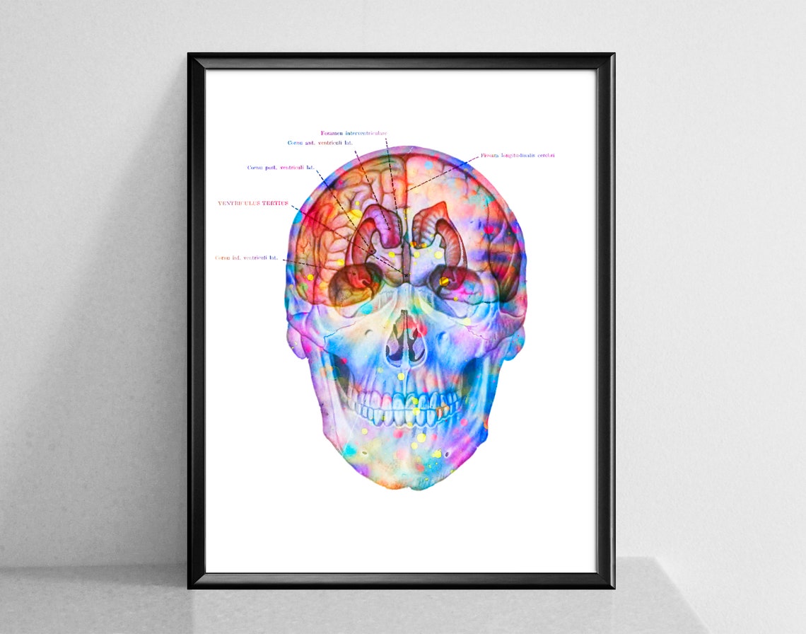 Cranio Cerebral Topography Poster Human Brain Anatomy Art Anatomical ...