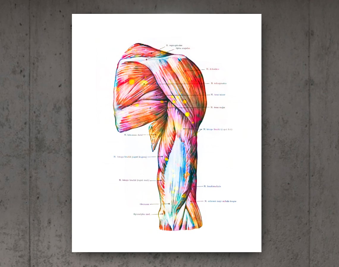 Watercolor Anatomy Art Muscular System Posters Muscles Print Anatomical ...