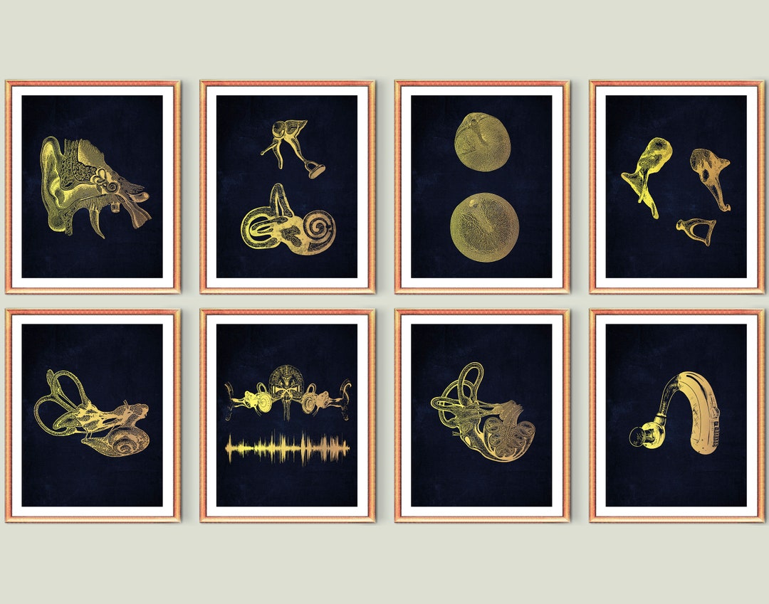 8 Audiology Art Human Ear Anatomy Art Hearing System Structure Coclea ...