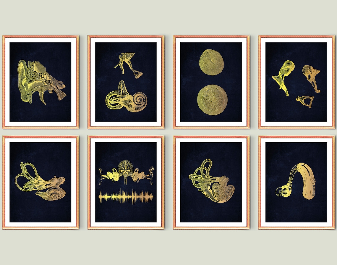 8 Audiology Art Human Ear Anatomy Art Hearing System Structure - Etsy
