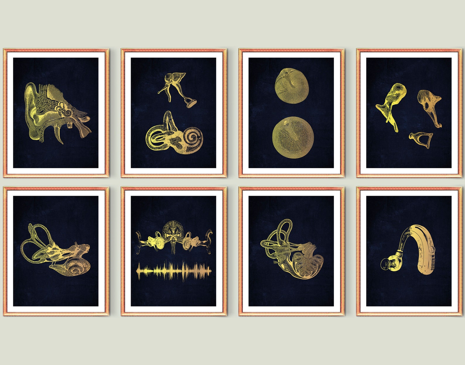 8 Audiology Art Human Ear Anatomy Art Hearing System Structure Coclea ...