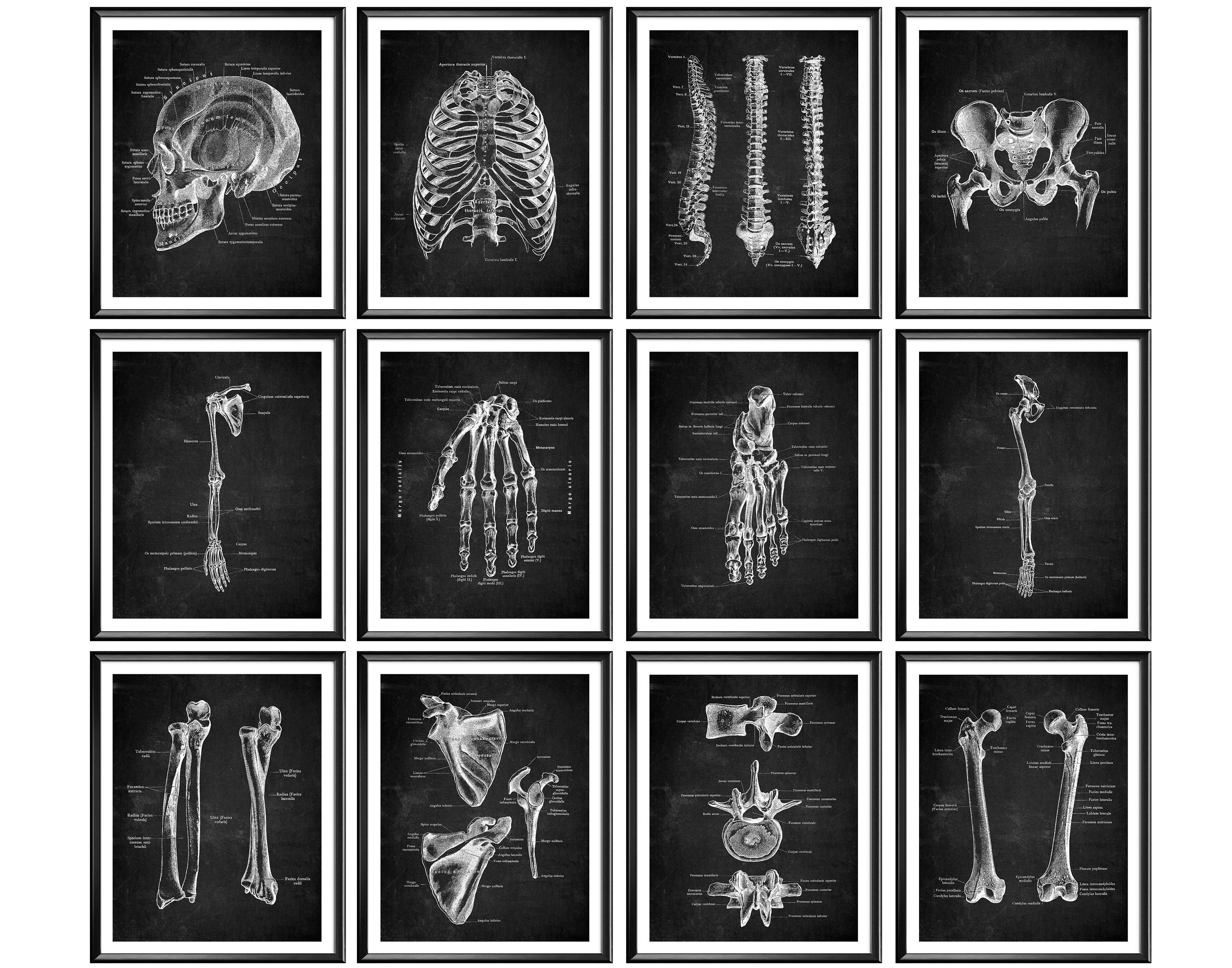 12 Anatomy Posters Skeletal System Structure Diagram Medical Art ...