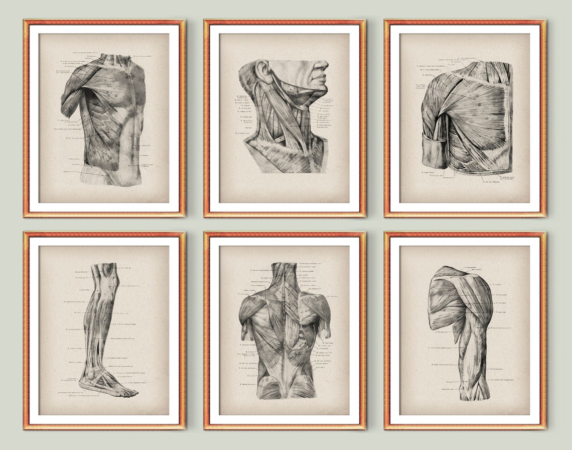 6 Vintage Muscular System Anatomy Posters Body Muscles | Etsy