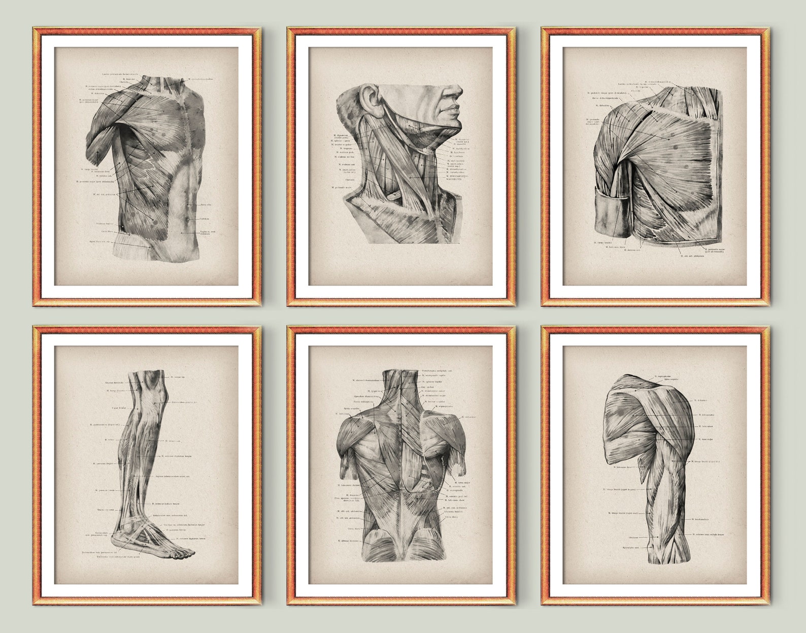 6 Vintage Muscular System Anatomy Posters Body Muscles | Etsy