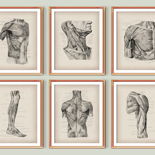 12 Human Body Anatomy Posters Muscular System Diagram Medical - Etsy