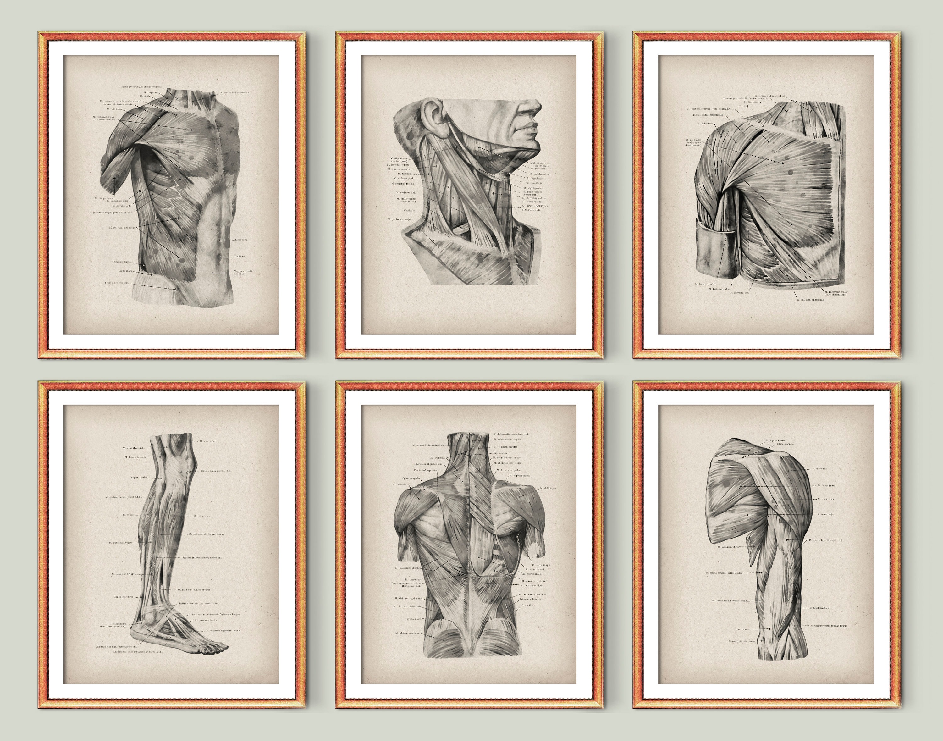 6 Vintage Muscular System Anatomy Posters Body Muscles - Etsy