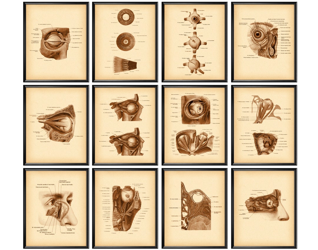 12 Ocular System Anatomy Posters Vintage Ophthalmology Art Ophthalmic ...