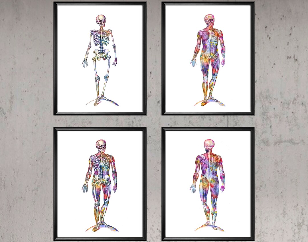 Body Anatomy Poster Watercolor Anatomy Print Set Skeleton Decor ...