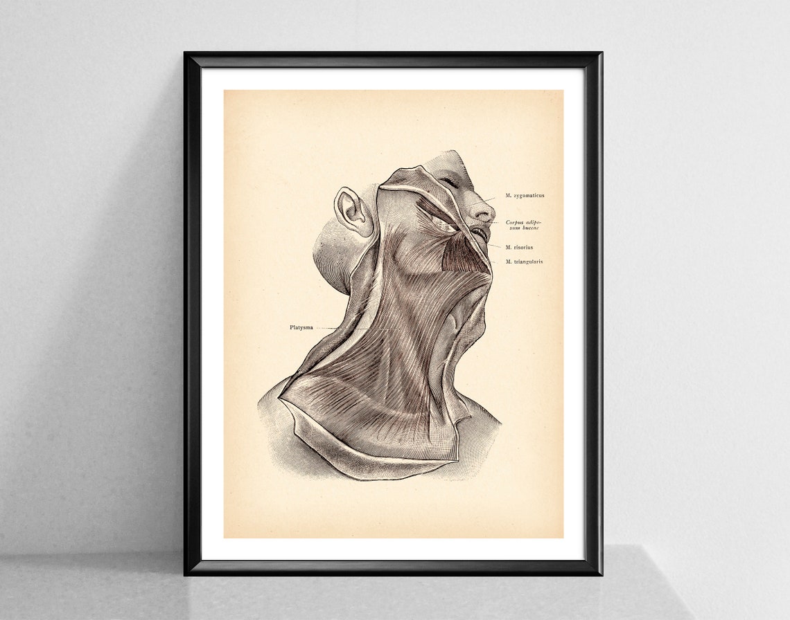 Human Neck Anatomy Posters Surgery Art Vintage Anatomy - Etsy