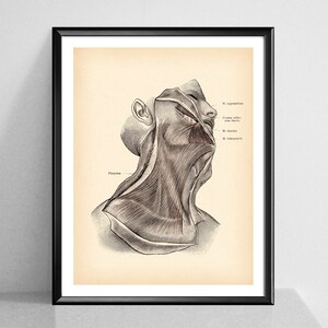 Human Neck Anatomy Posters Surgery Art Vintage Anatomy Muscular System ...
