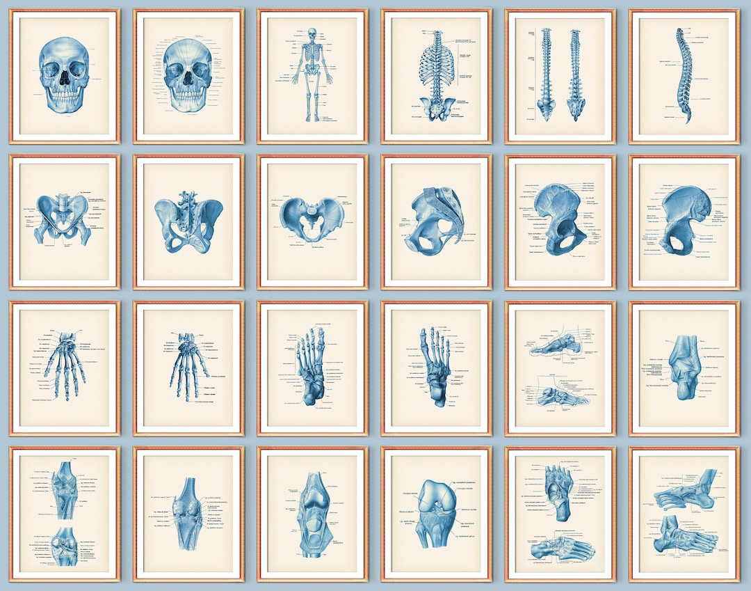 24 Skeleton Anatomy Educational Posters Skeletal System Structure ...