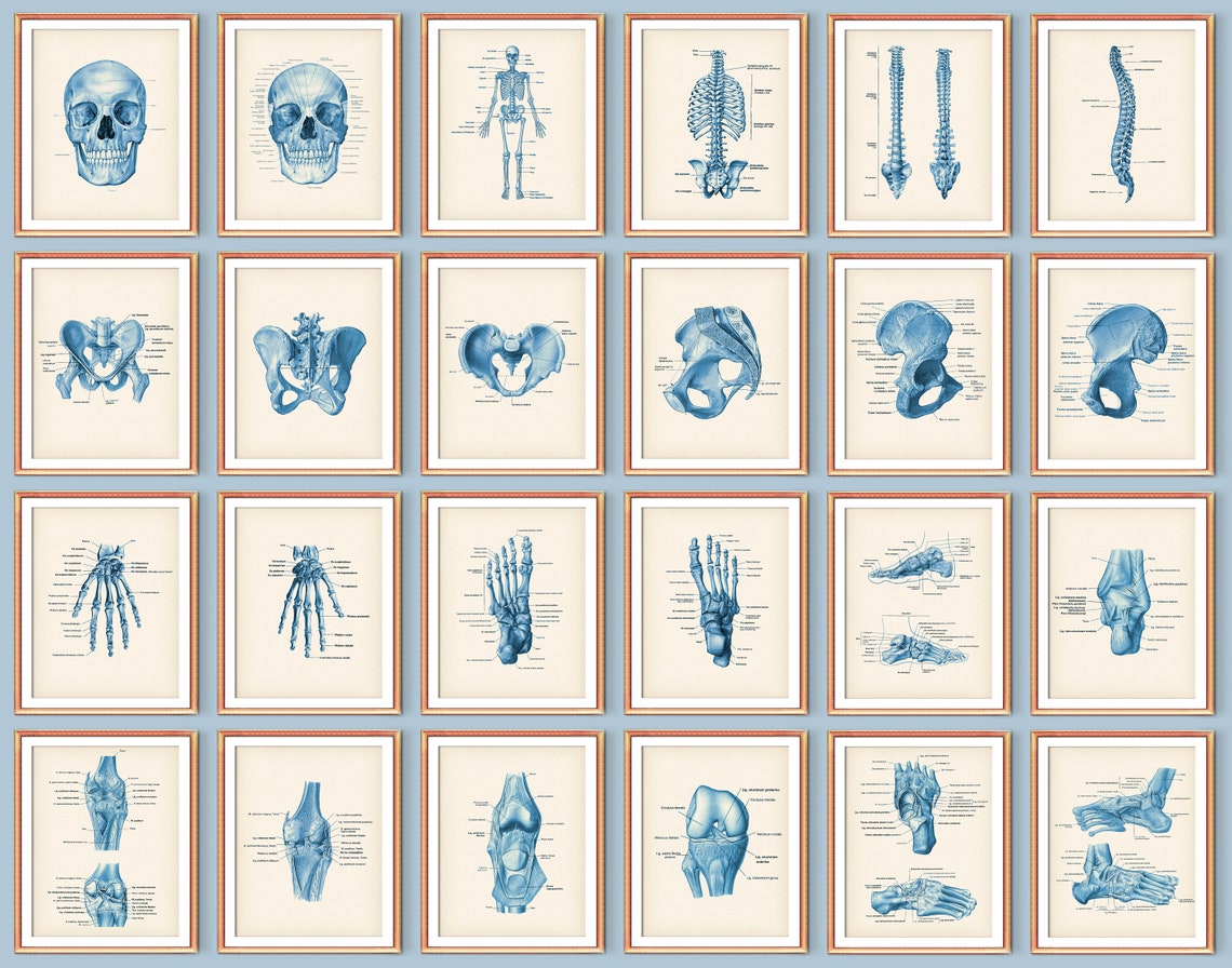 24 Skeleton Anatomy Educational Posters Skeletal System - Etsy