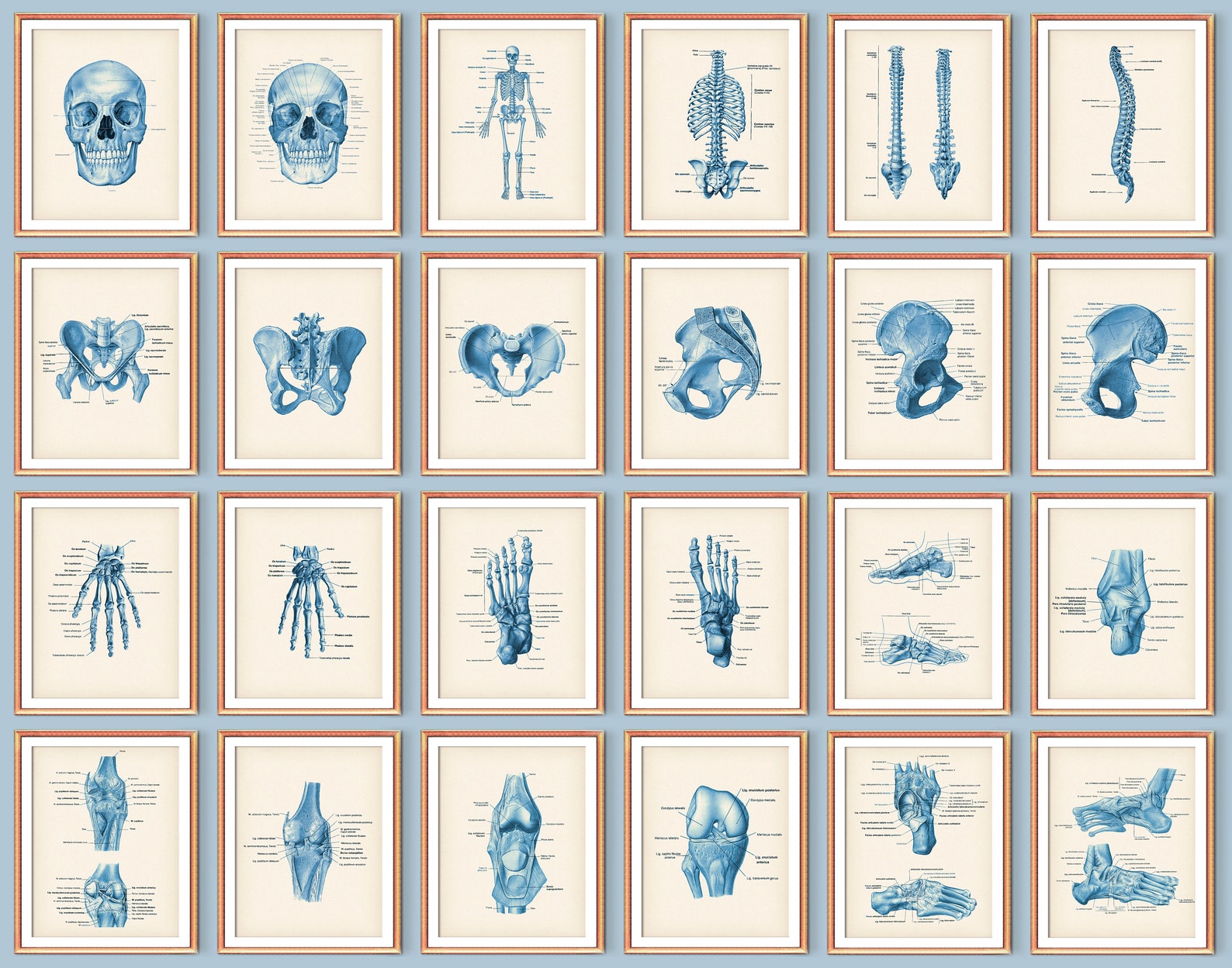 24 Skeleton Anatomy Educational Posters Skeletal System - Etsy
