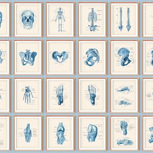24 Skeleton Anatomy Educational Posters Skeletal System Structure ...