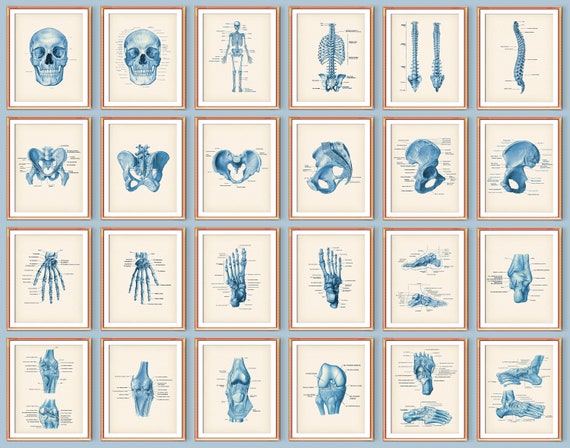 24 Skeleton Anatomy Educational Posters Skeletal System | Etsy
